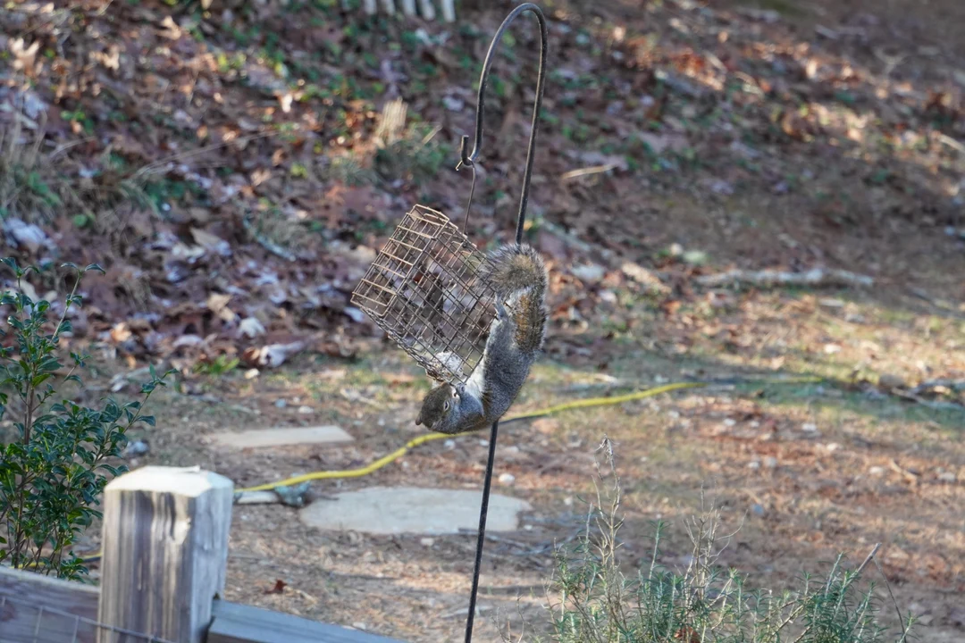 Ab Day at the Feeder | Scrolller