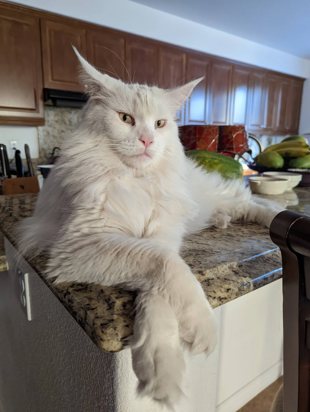 Bleu has always acted like royalty | Scrolller