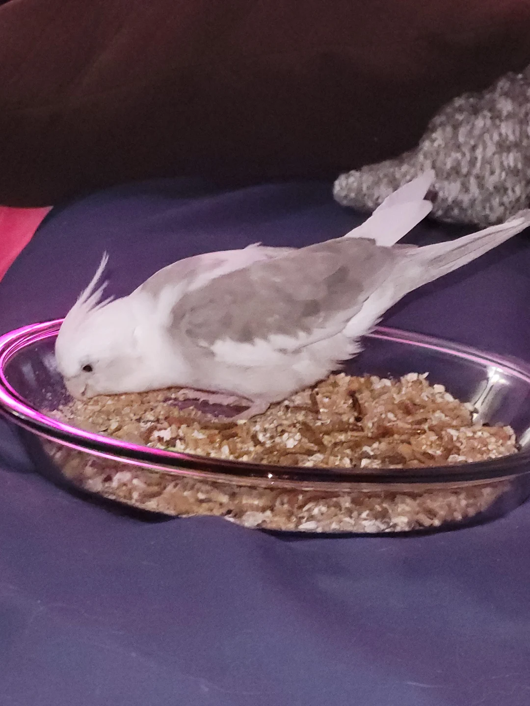 Yummy bedtime snack for KoKo | Scrolller