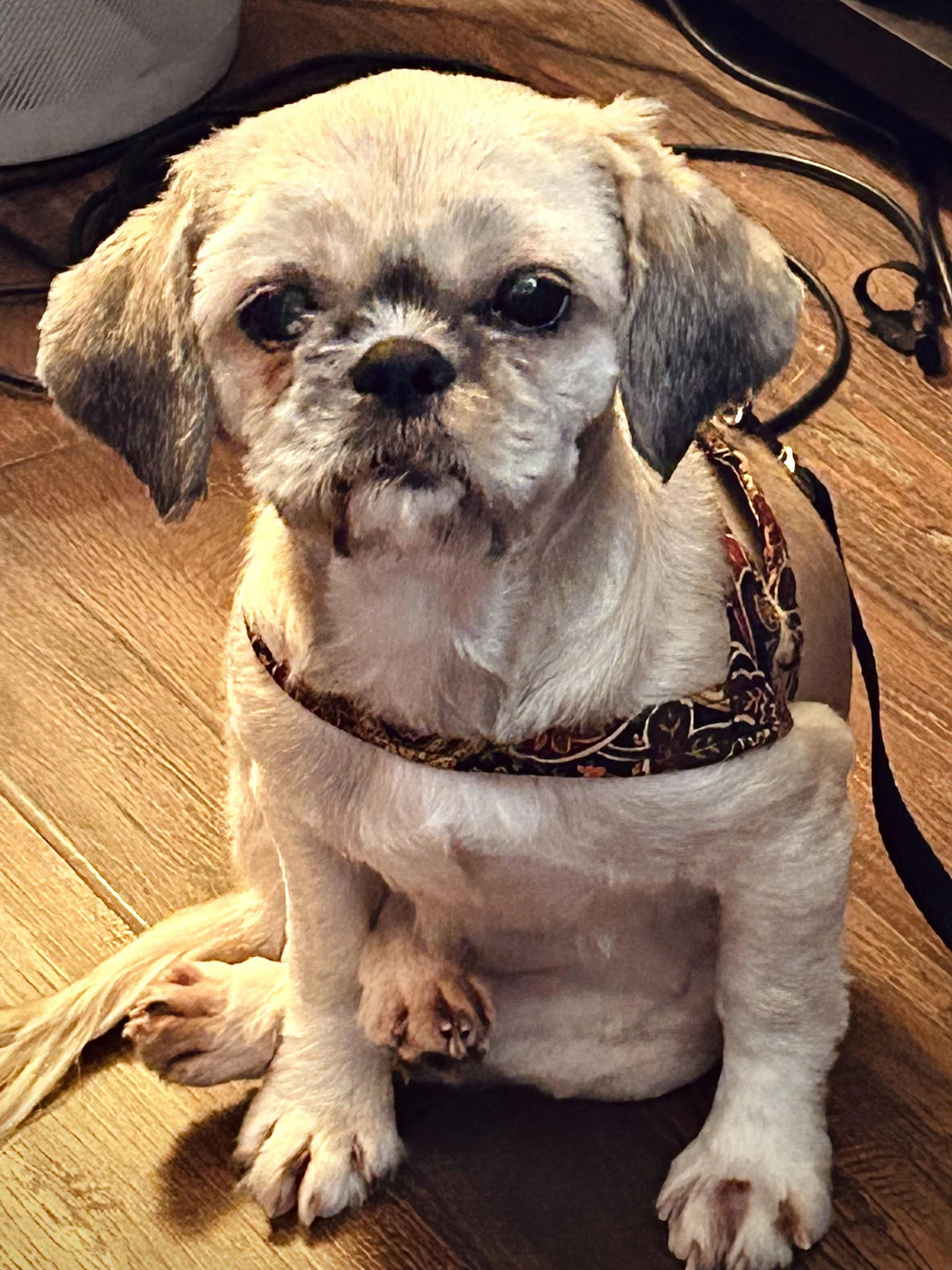 Foster dog Jinx had a too-small crate at the puppy mill and still doesn ...