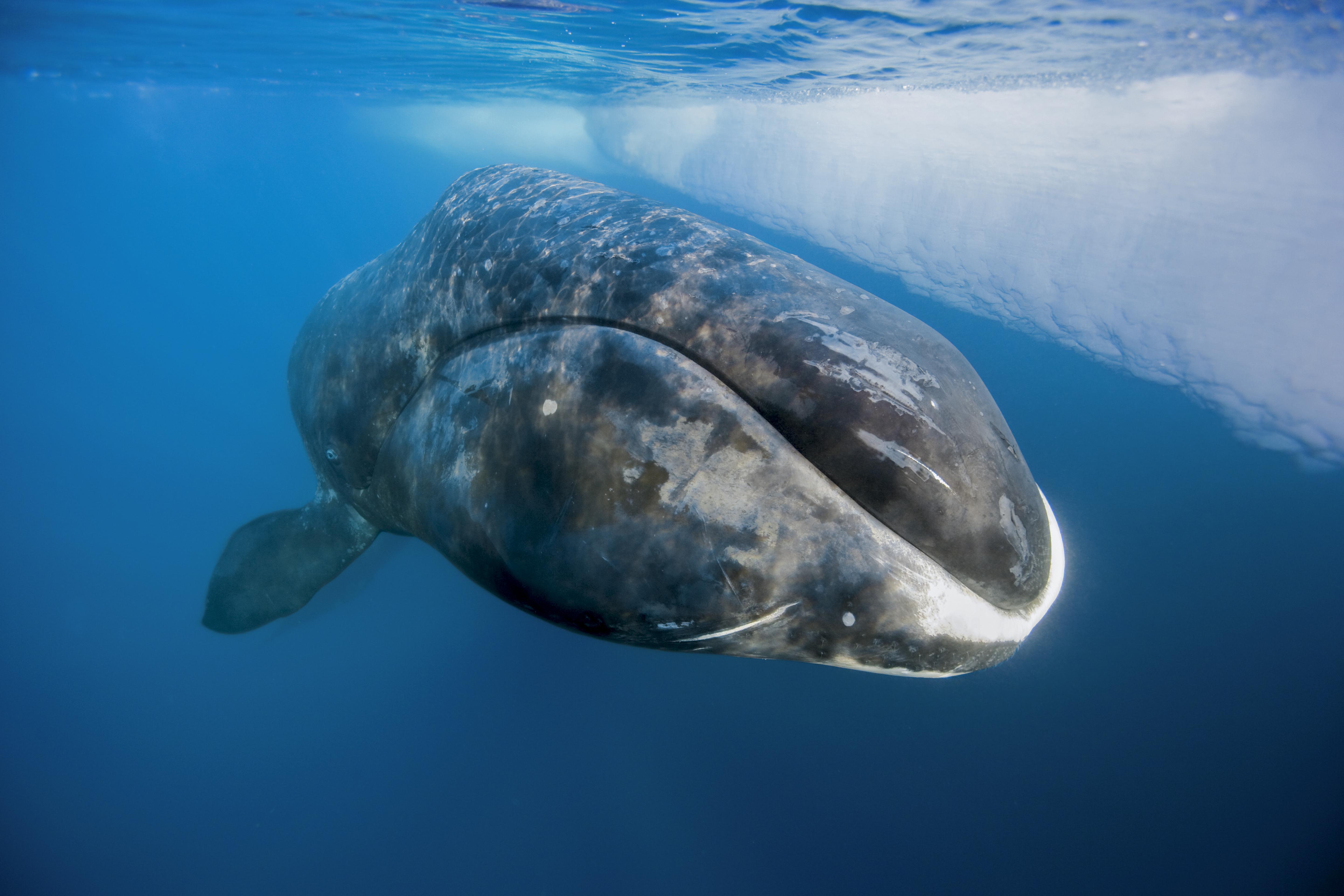 Bowhead whale | Scrolller