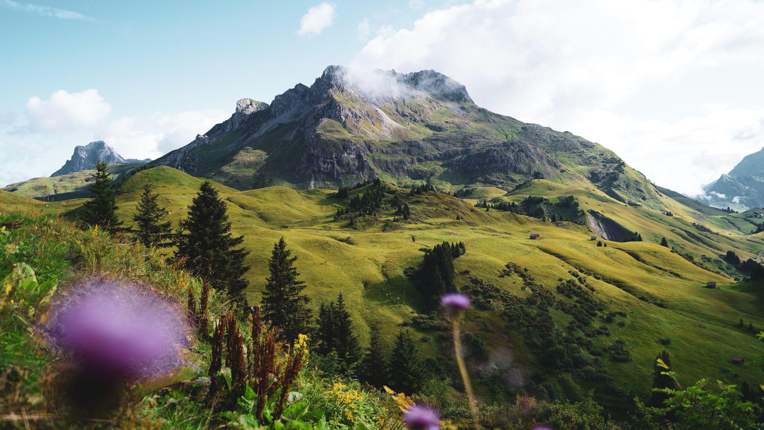 Wildflower in Alps [2560 x 1440] | Scrolller