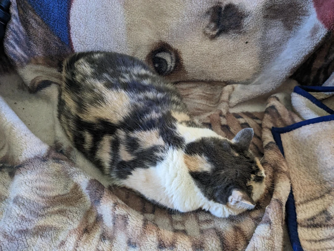 A calico loaf | Scrolller