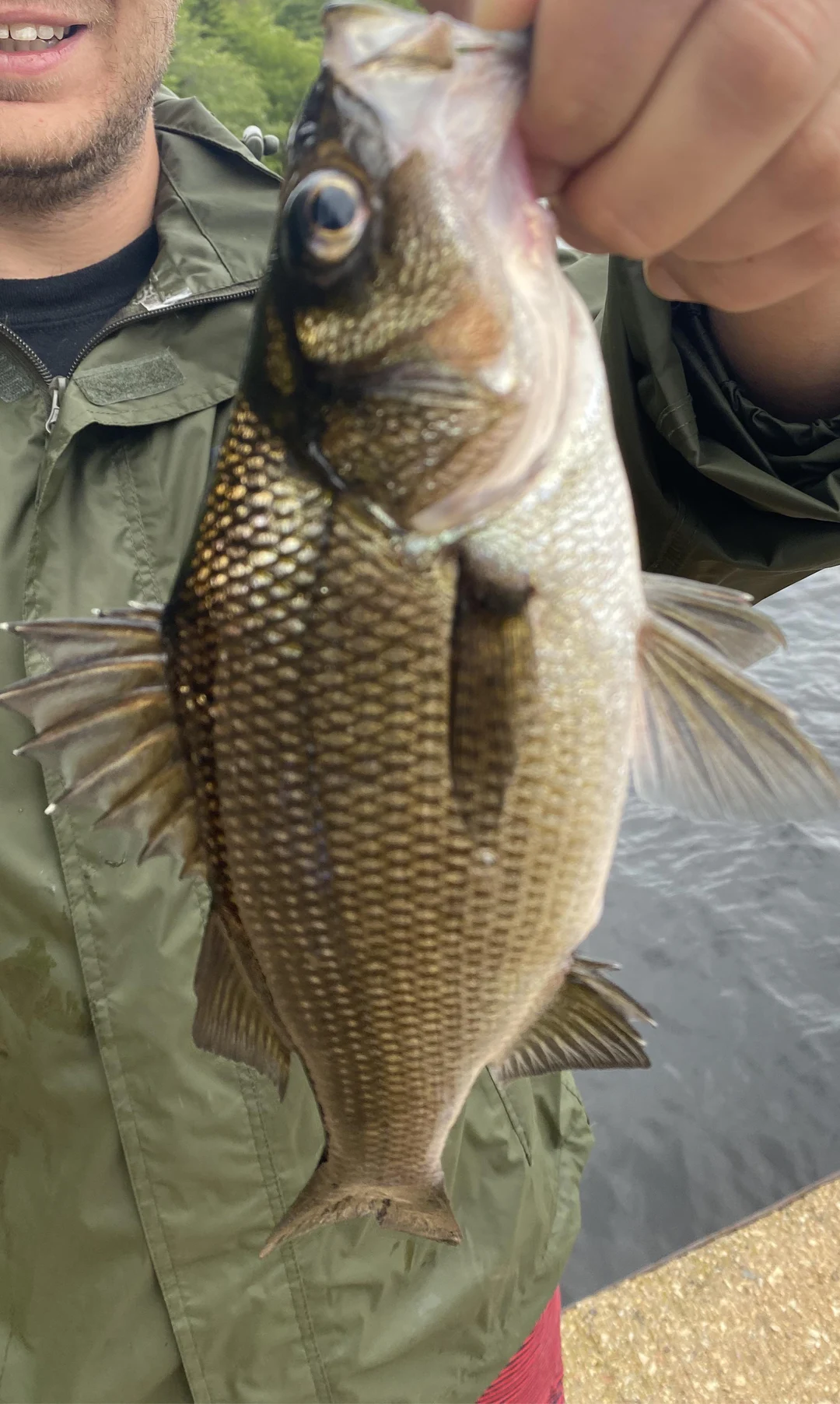 Help with ID please! Caught in east coast canada lake. Relatively new to fishing | Scrolller