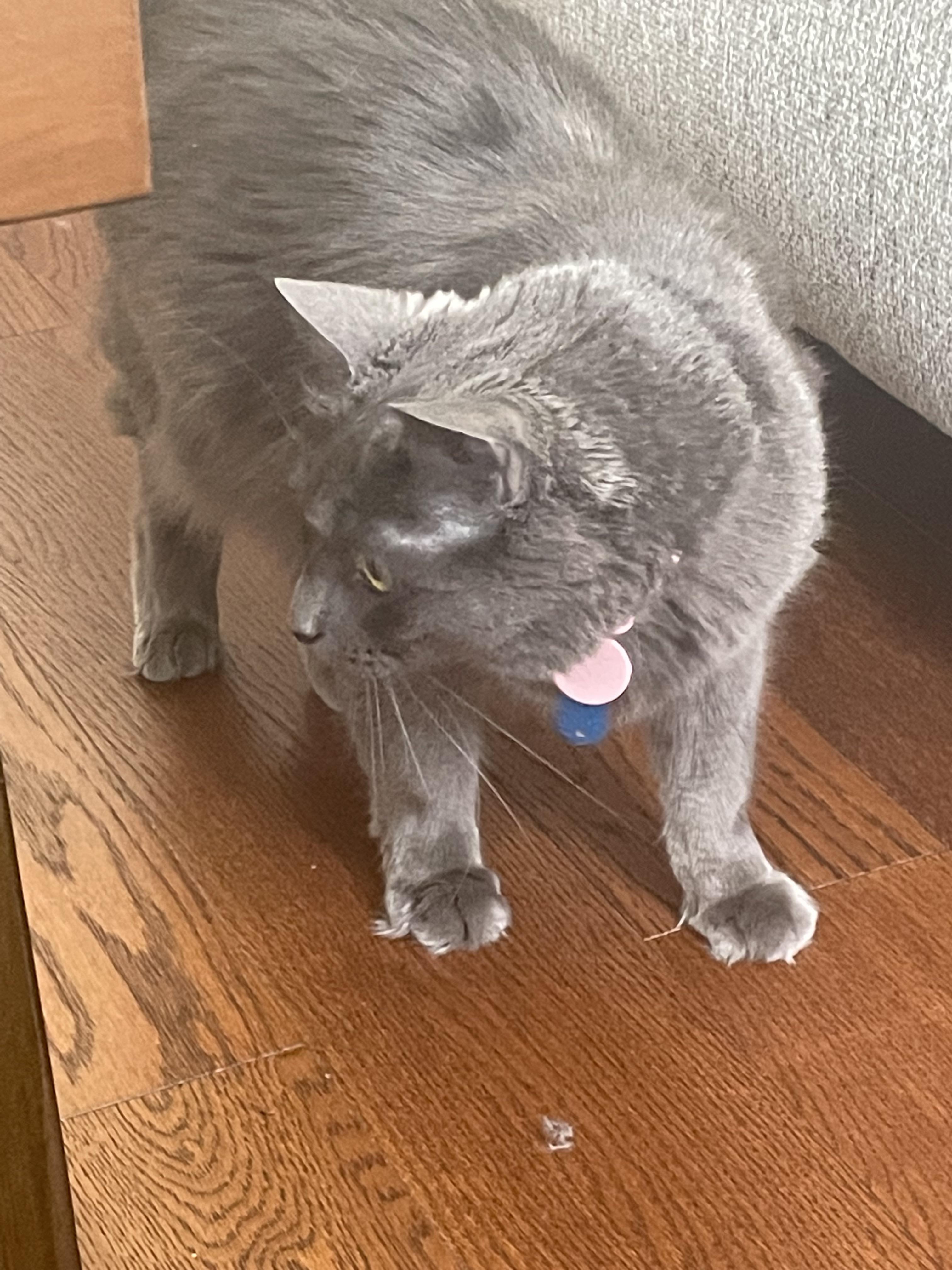 She’s silly | Scrolller