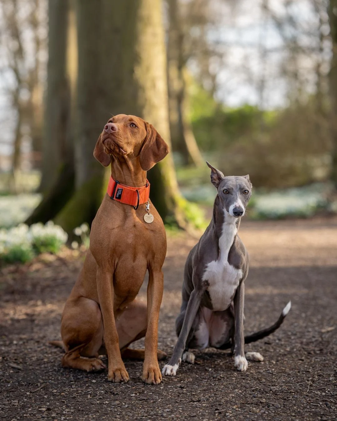 Just a whippet and her gal pal 🧡 | Scrolller