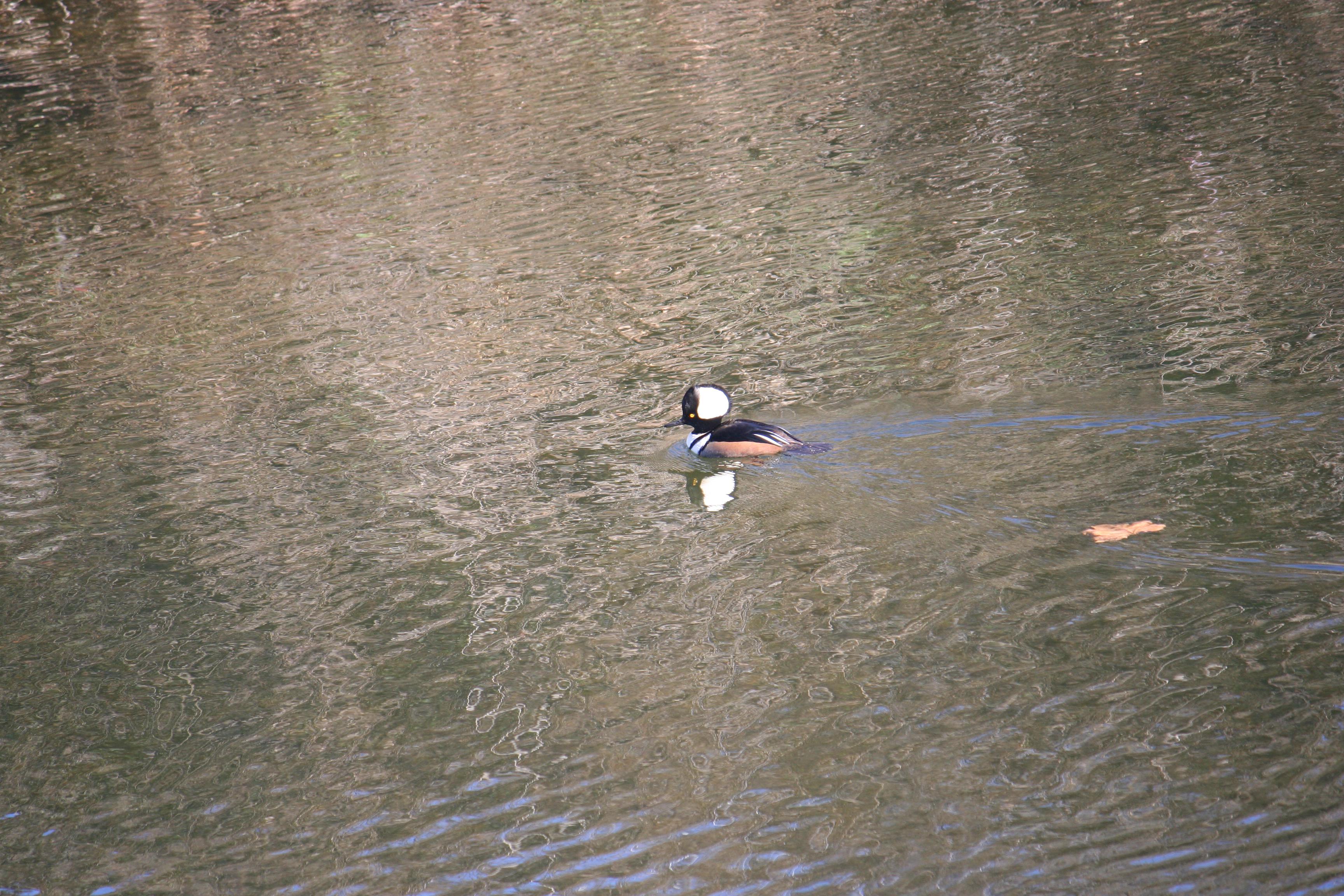 Hooded Merganser | Scrolller