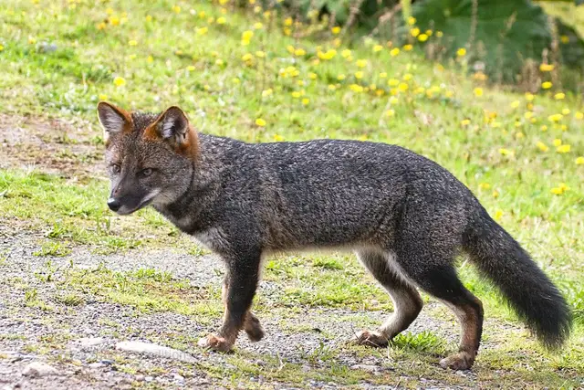 Extremely Rare and Endangered Darwin's Fox | Scrolller