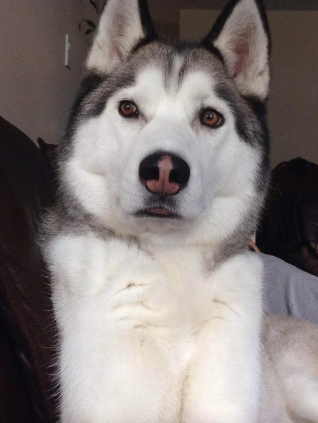 My one & only Husky... | Scrolller