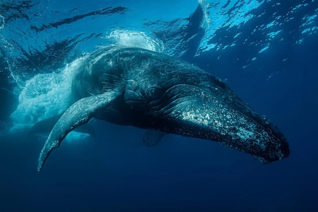 Humpback whale | Scrolller