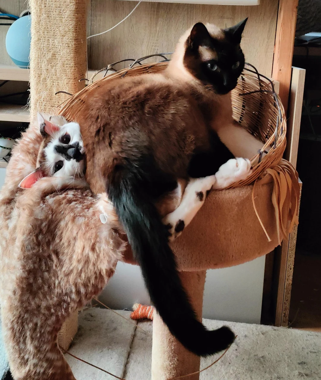 they're both derps | Scrolller