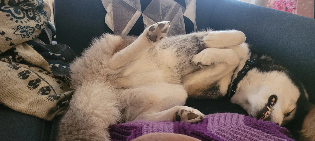 napping 😂 | Scrolller