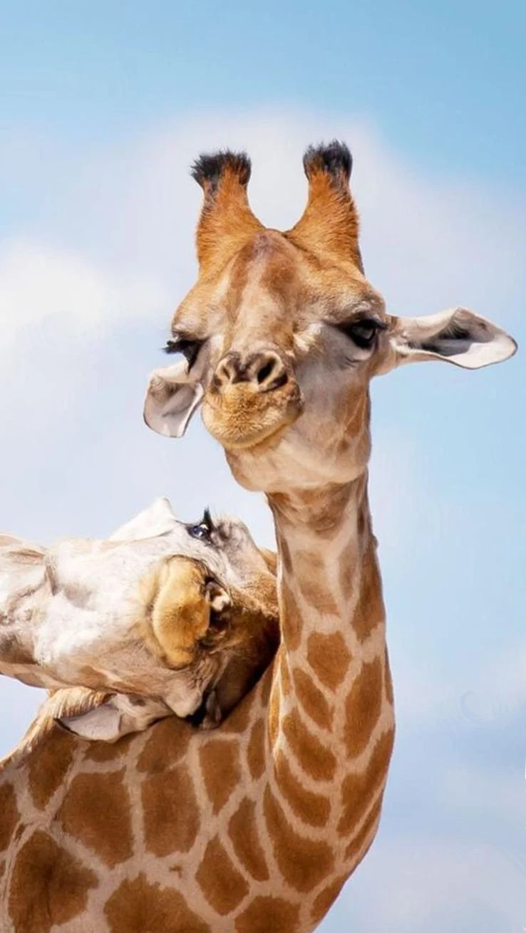 Cute giraffes | Scrolller