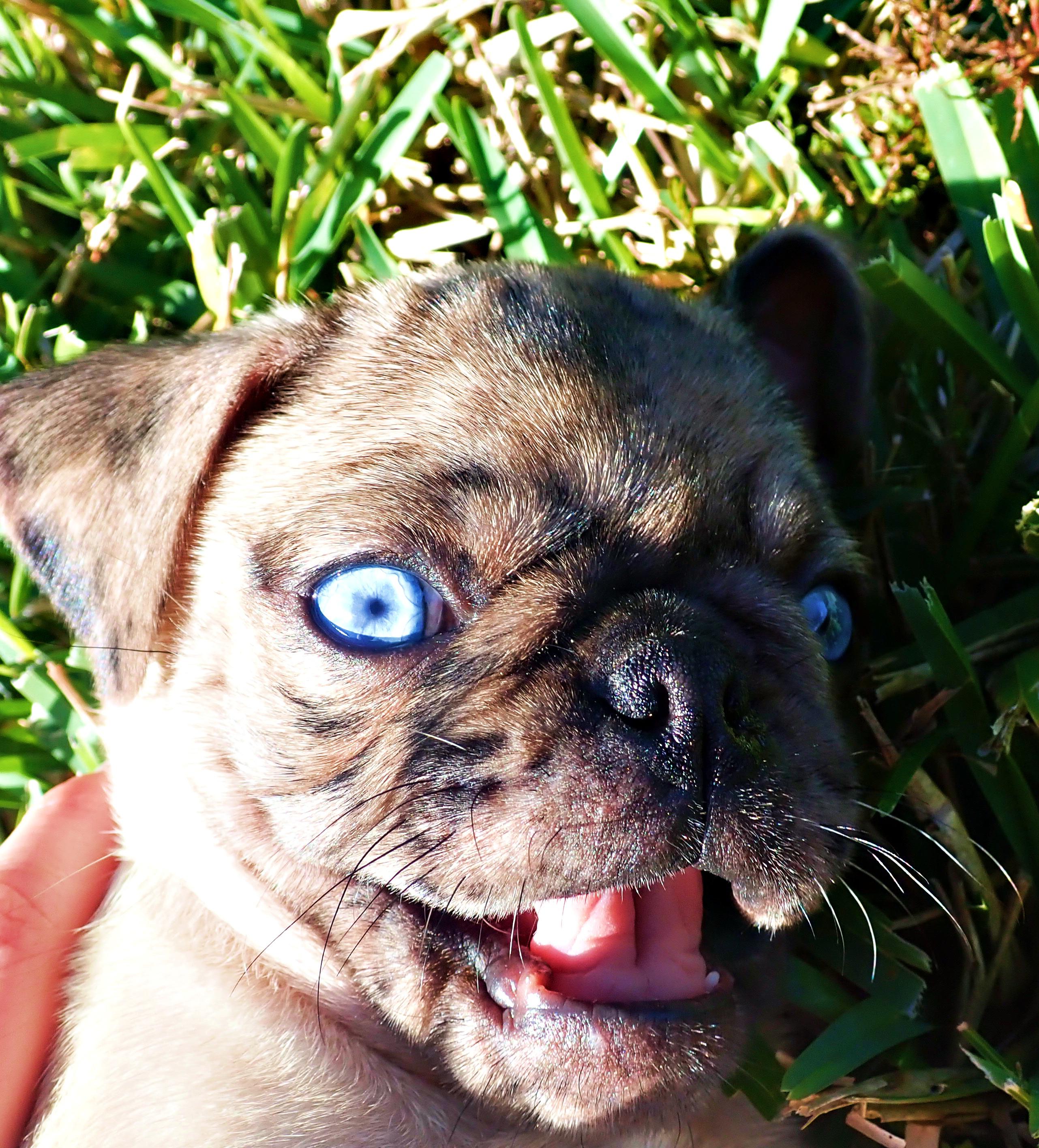 Happy Puppy | Scrolller