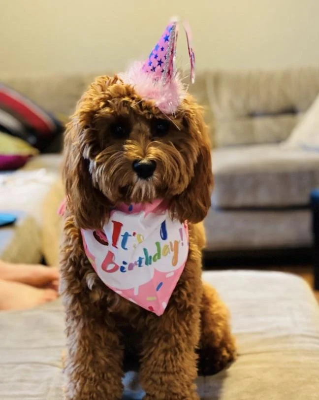 Birthday Cavapoo Cutie | Scrolller