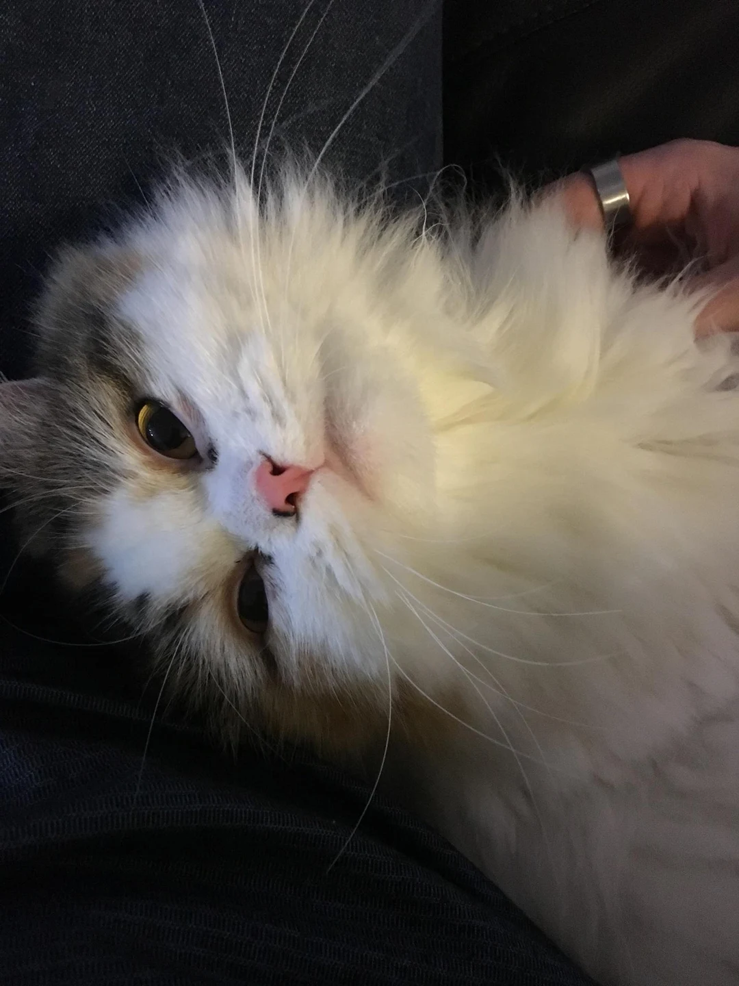 The many faces of my cat, Mochi. | Scrolller