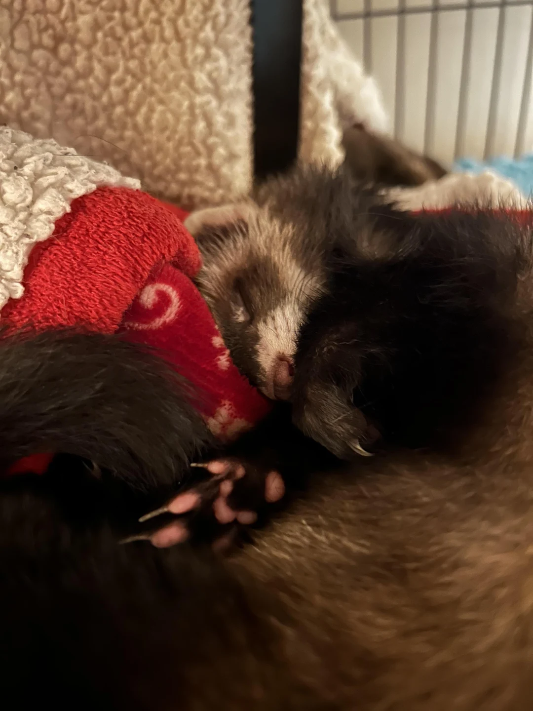 New Ferret | Scrolller