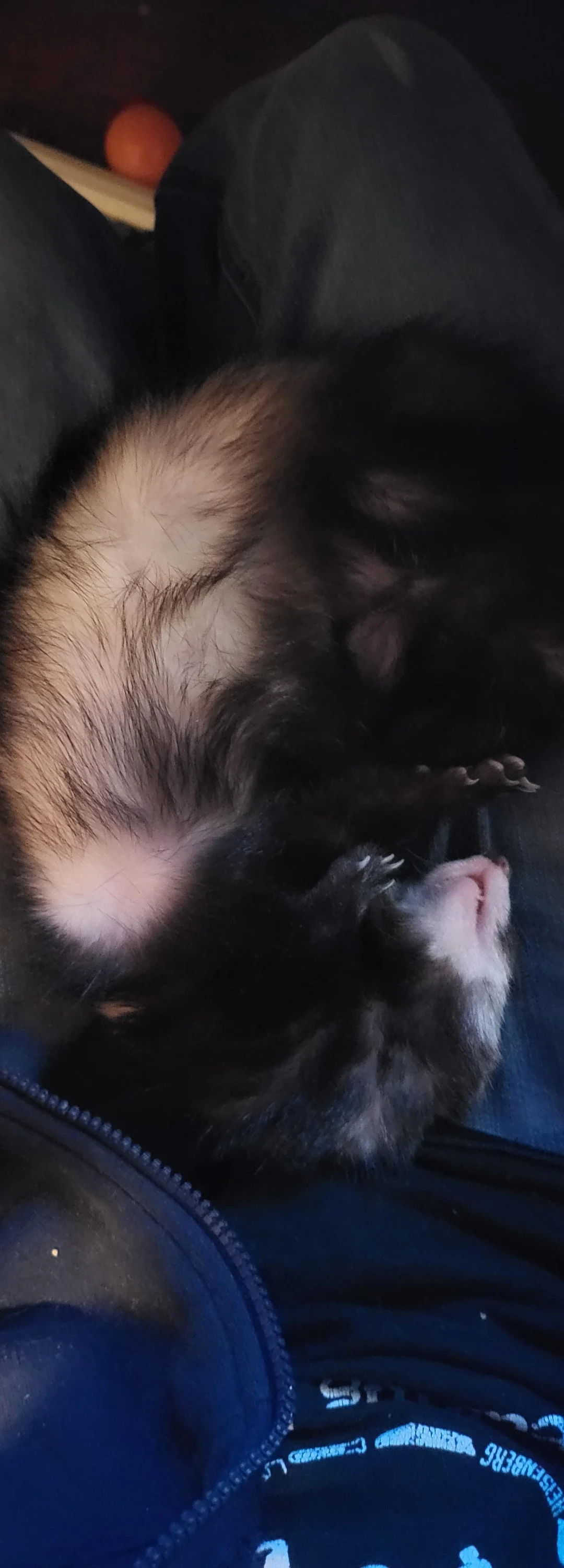 Willow sleeps on my lap sometimes when I take her out for play time | Scrolller