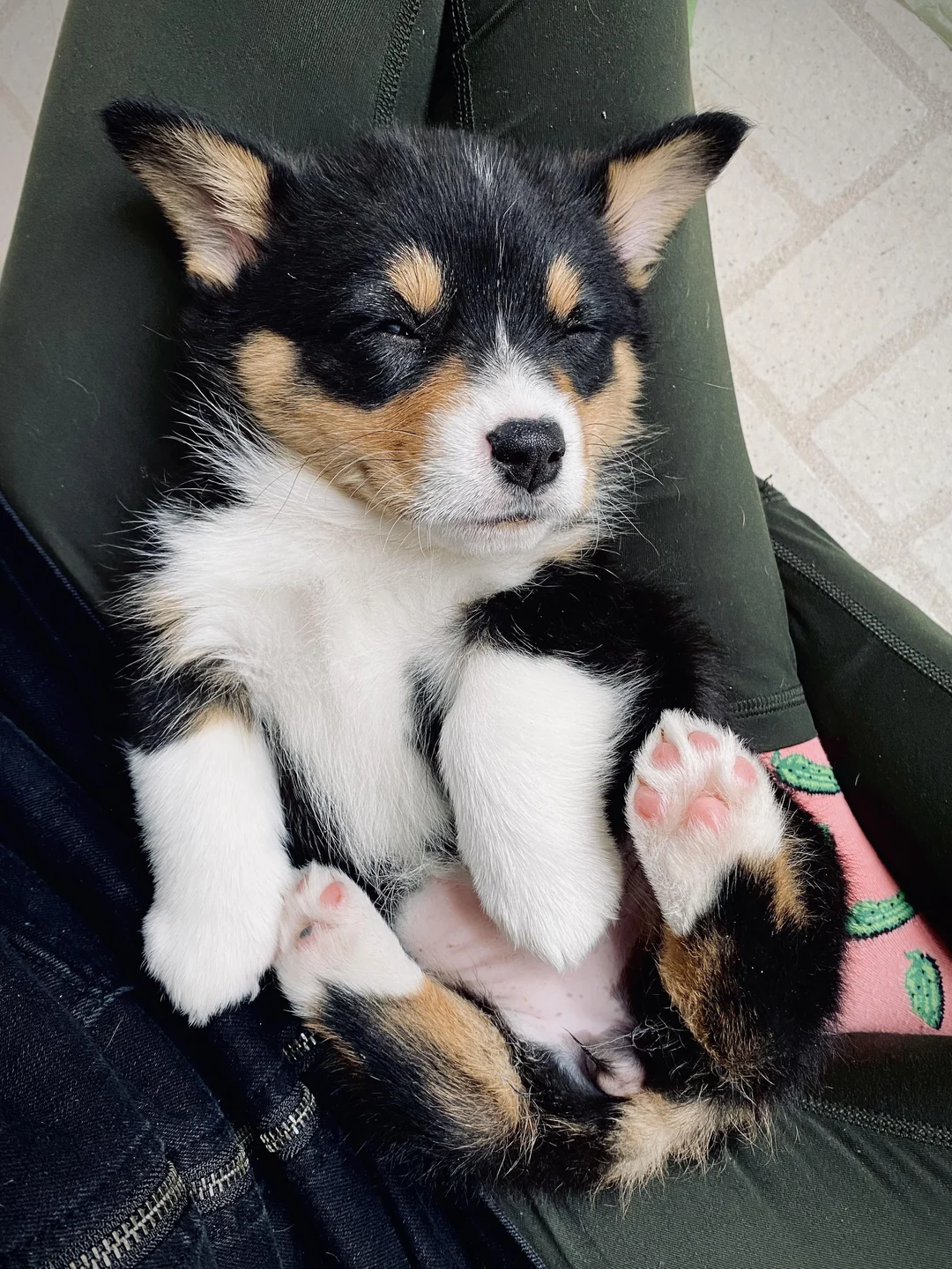 Frida on gotcha day ️ | Scrolller