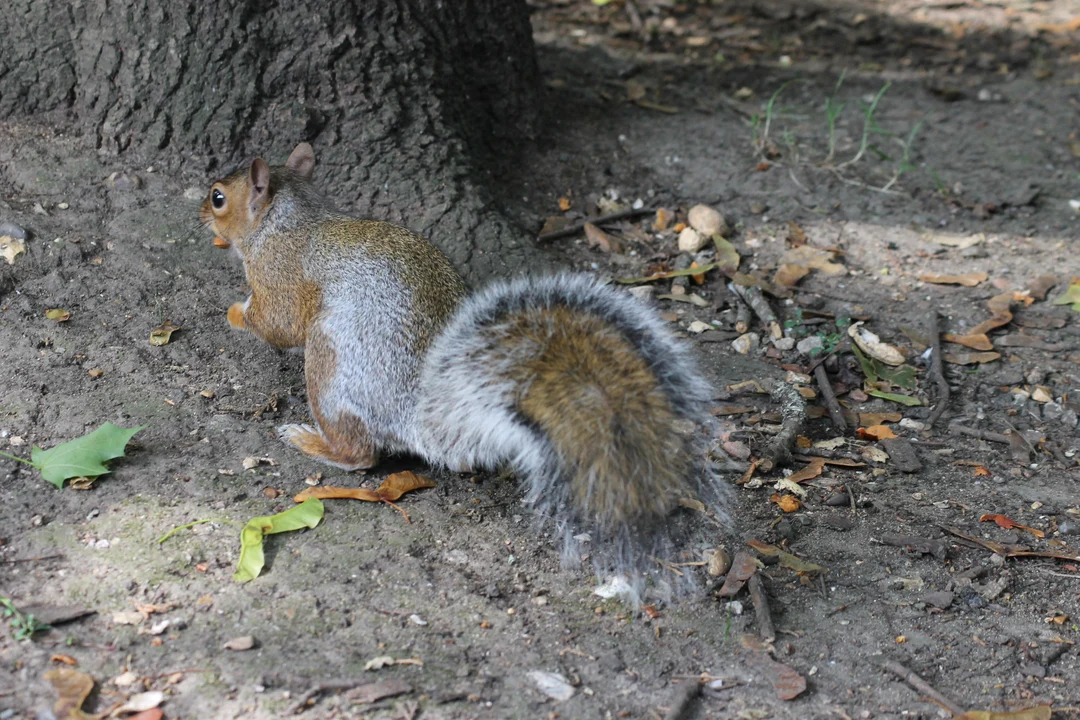 Park Squirrel Getting Ready for Winter | Scrolller