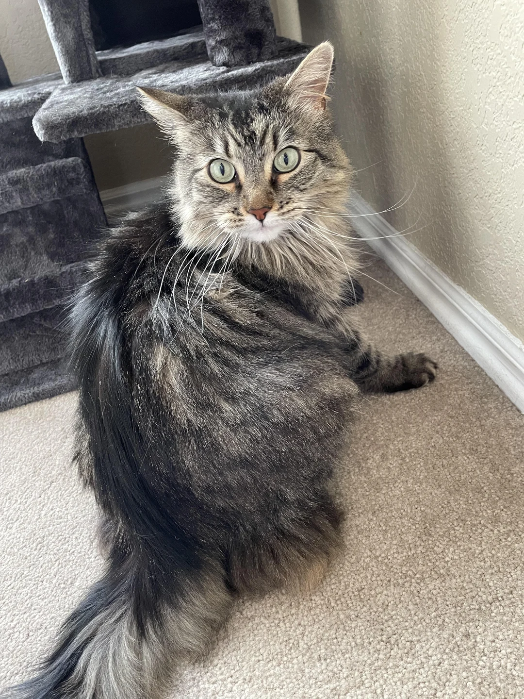 My tiny girl, Nacho | Scrolller