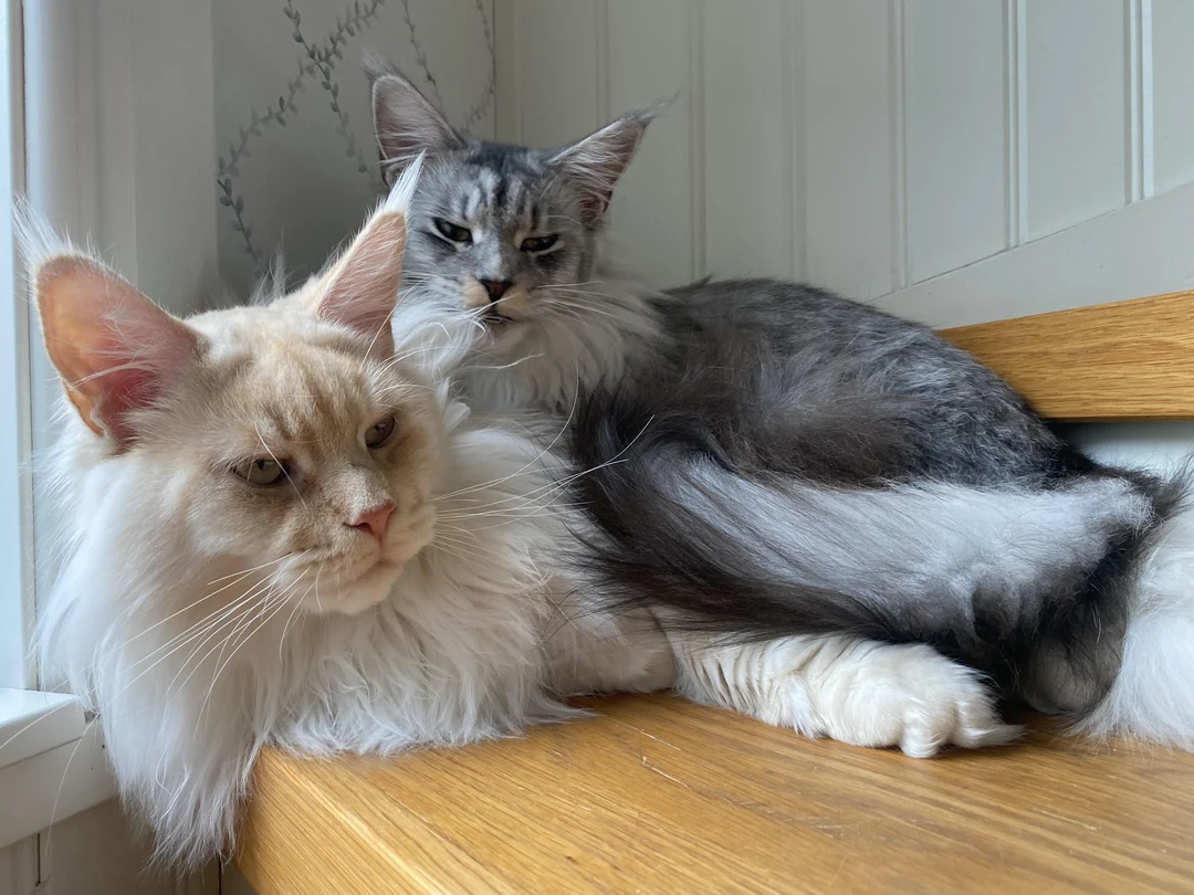 Fanta does not simply understand the concept of personal space….. | Scrolller