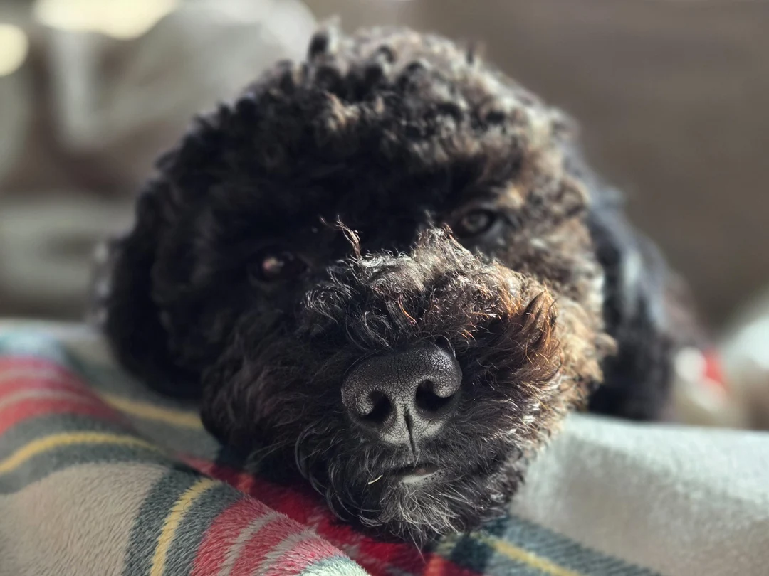 Please boop this snoot | Scrolller