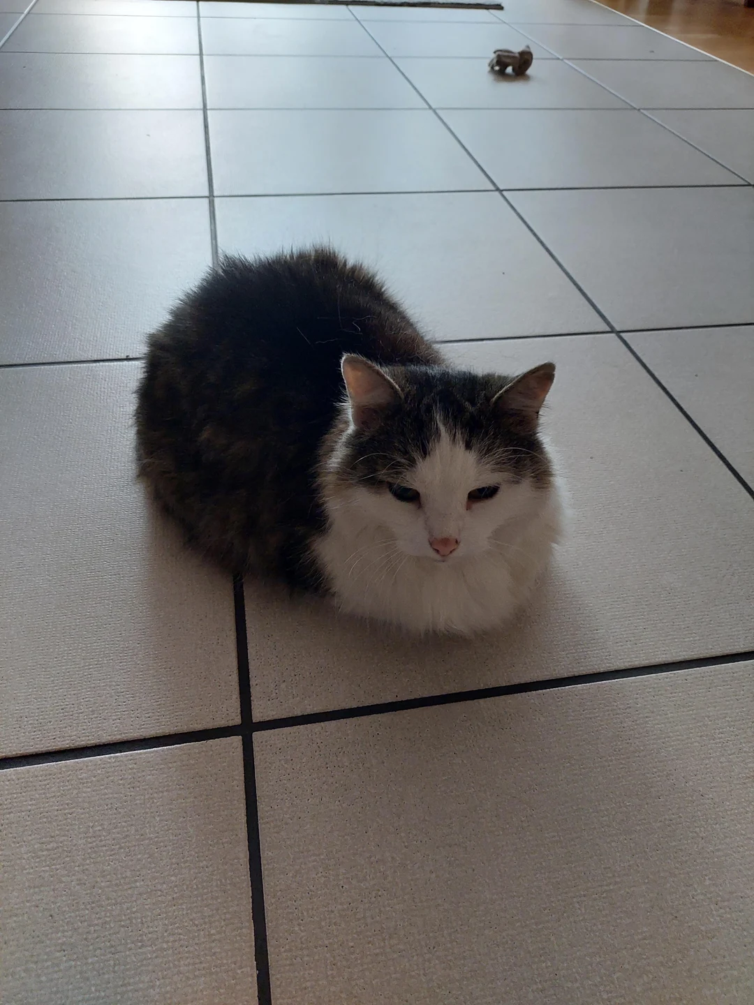 Fluffy loaf | Scrolller