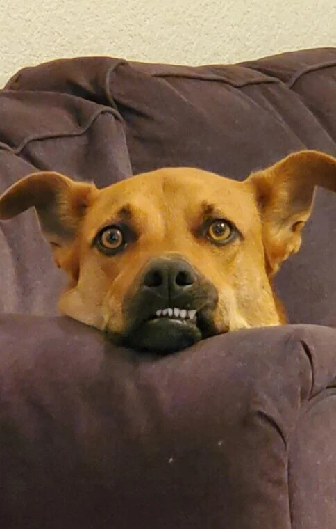 Our dog Stixel suffers from “resting derp face” | Scrolller