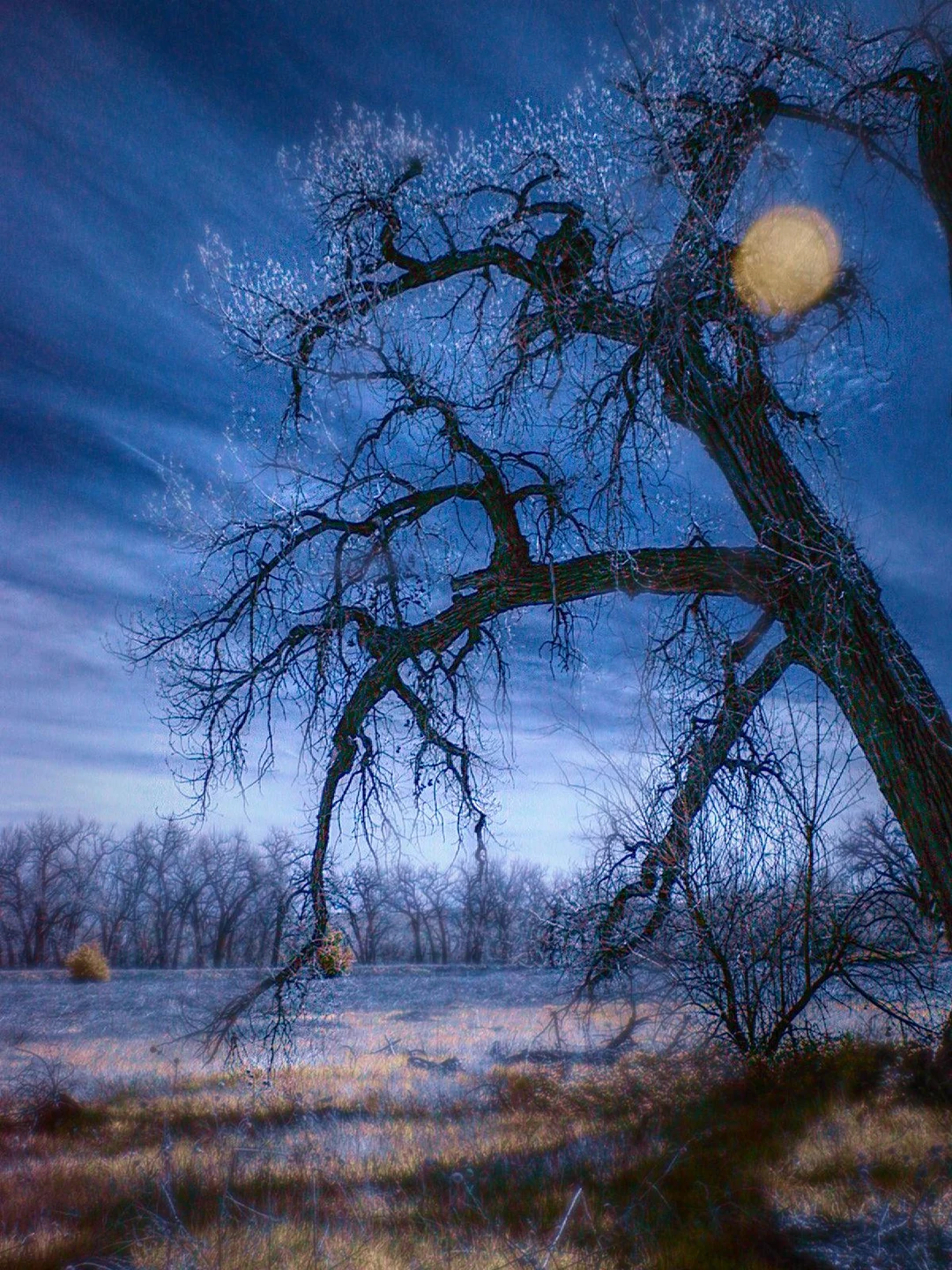 Wicked Tree + Orb in Fountain, Colorado... [OC] [1200 x 1600] | Scrolller