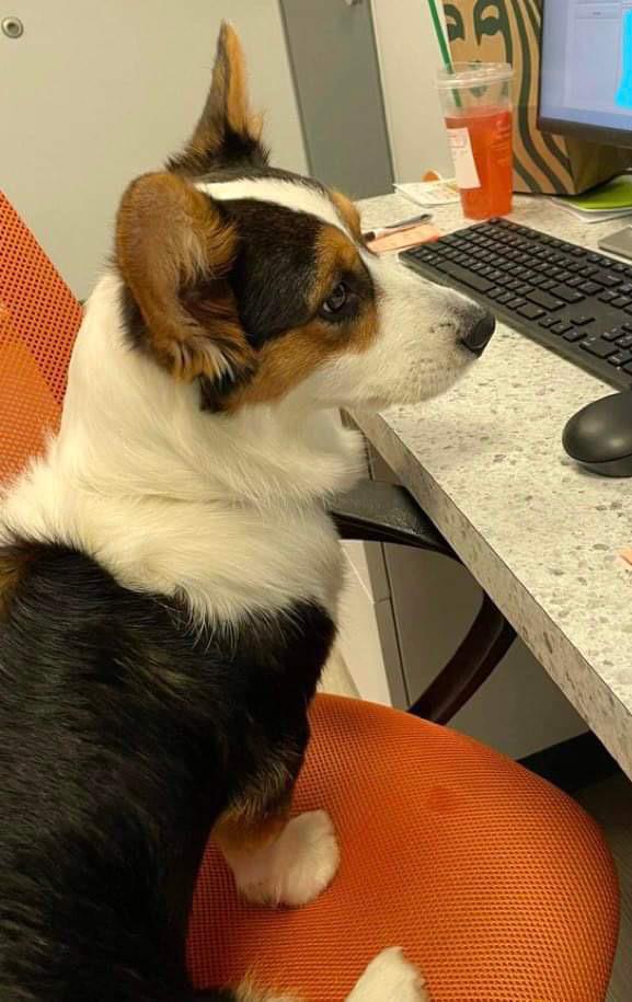 Magnus the IT Corgi says, “have you tried barking at the computer?” | Scrolller