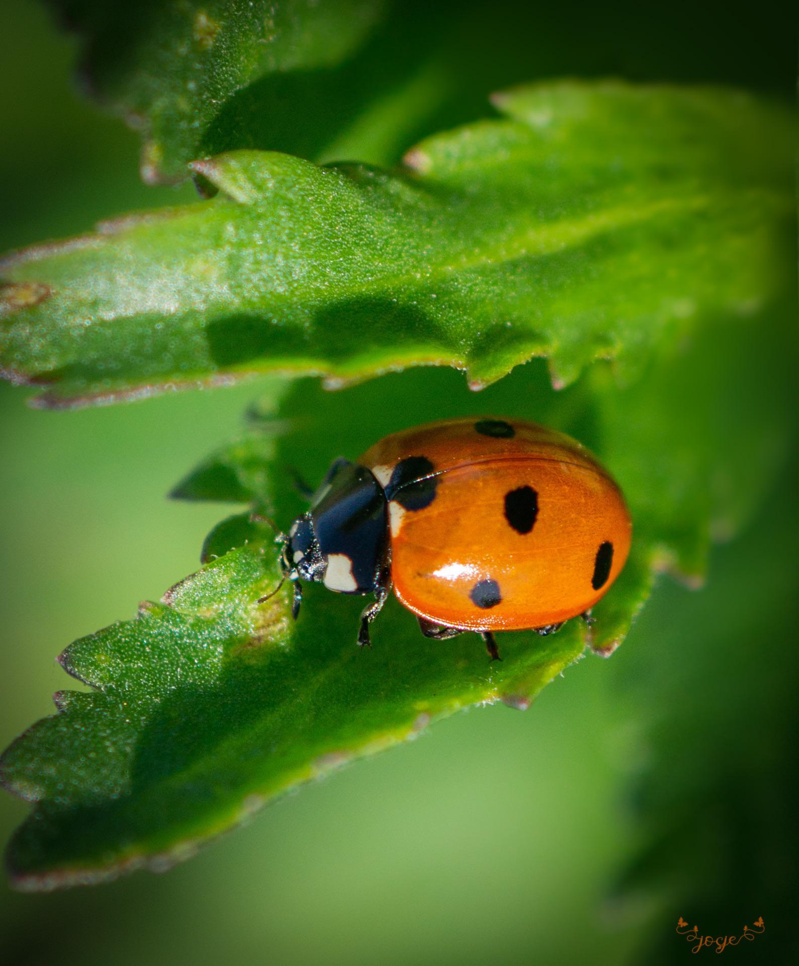 Ladybug 2 | Scrolller