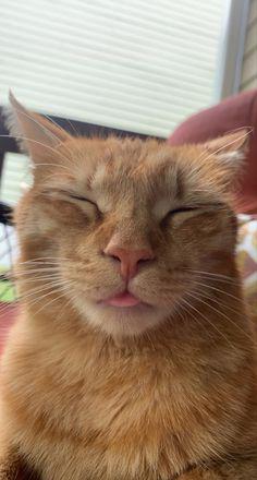 Finally caught his first blep | Scrolller