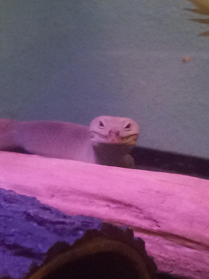 undercover geck | Scrolller