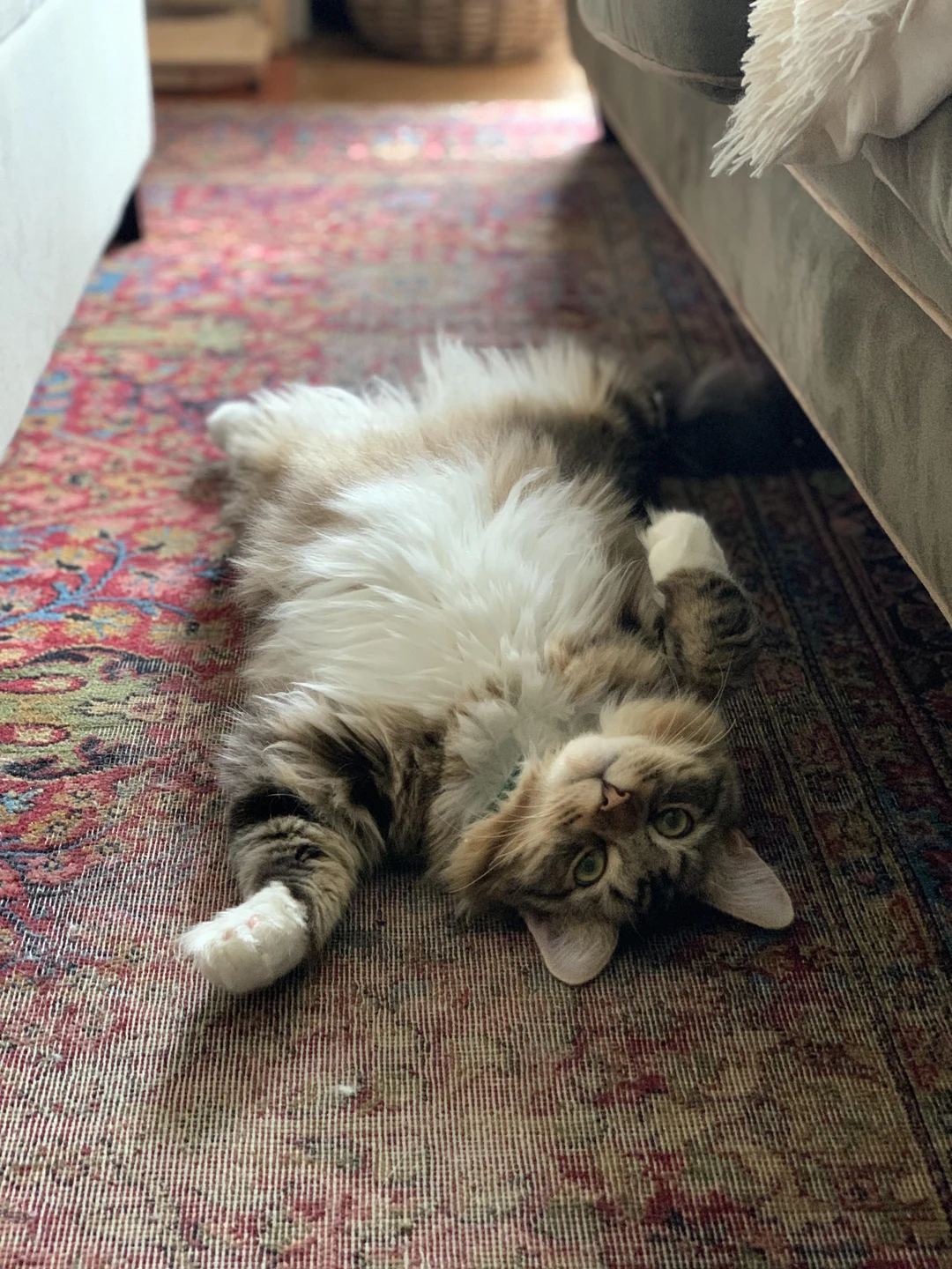 Harry’s floofy belly | Scrolller