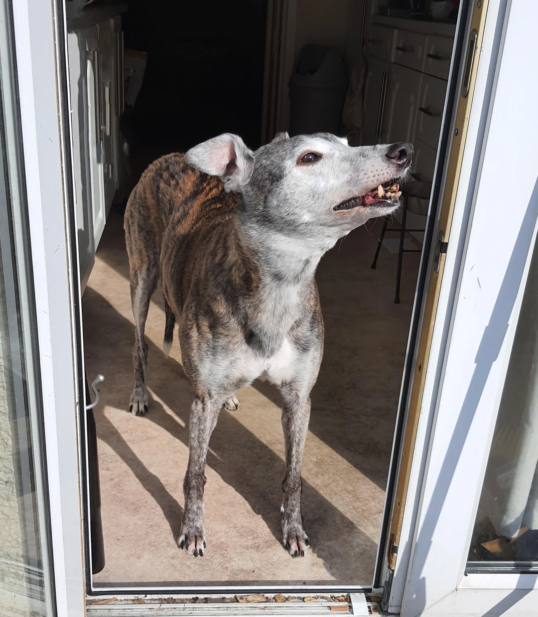 The sun feels good on these nearly 15 year old bones 😊🥰 | Scrolller