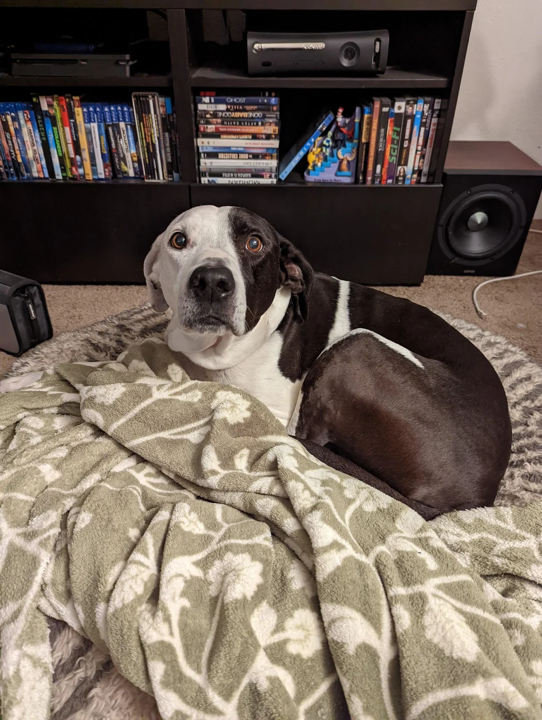 Callie is desperate for you to look at her | Scrolller