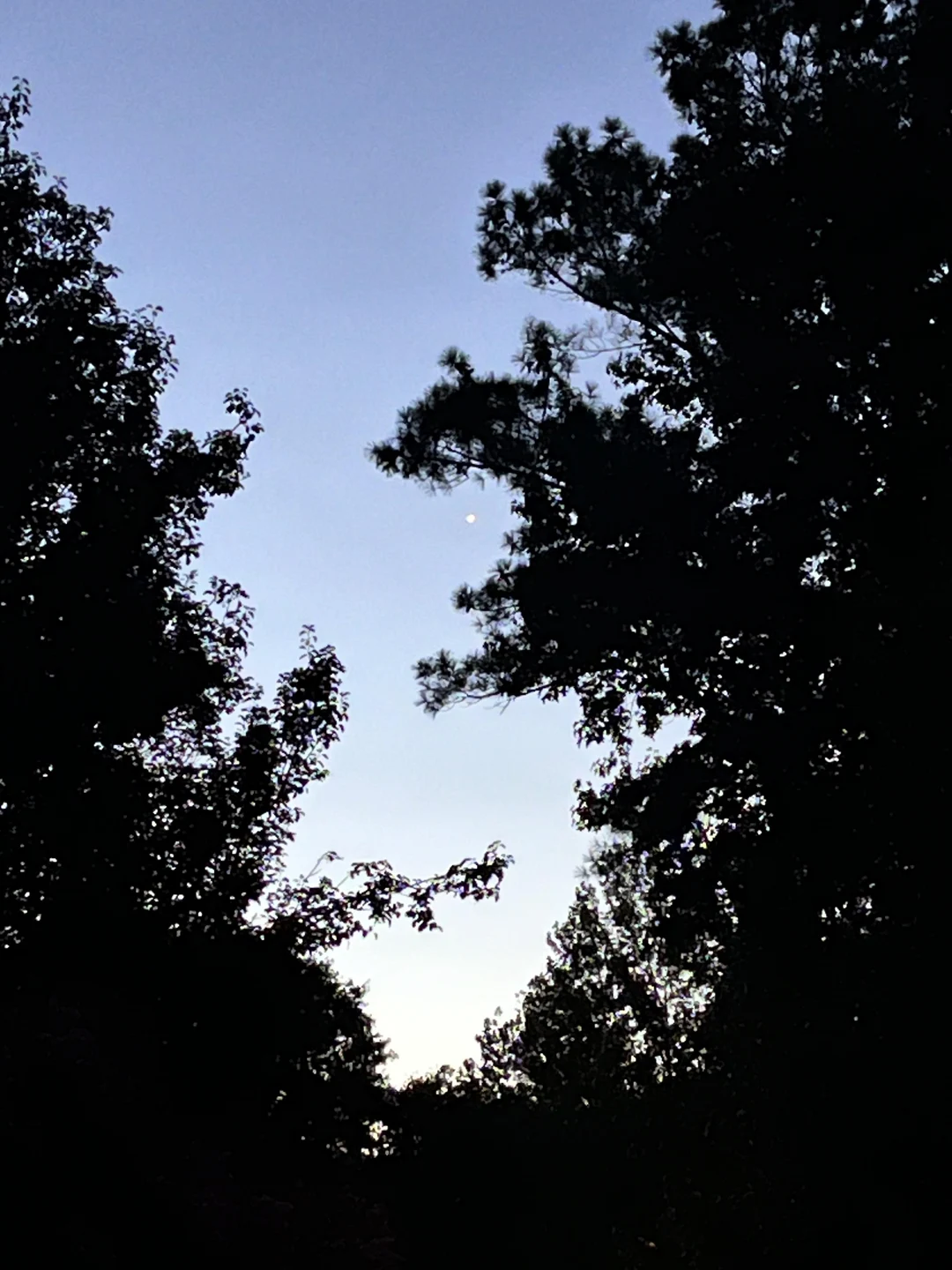 Venus to the East peeking through the trees | Scrolller