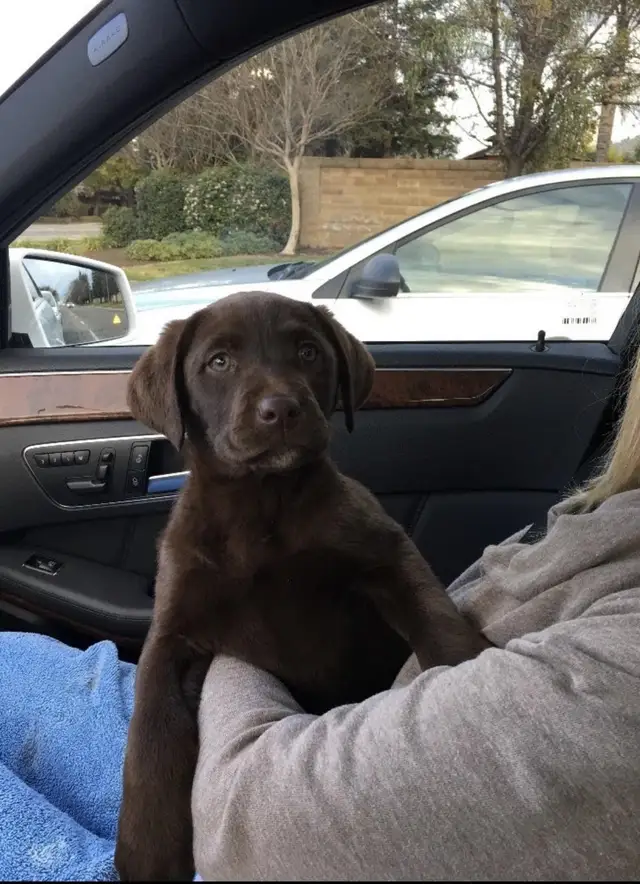 [OC] our new pup! | Scrolller