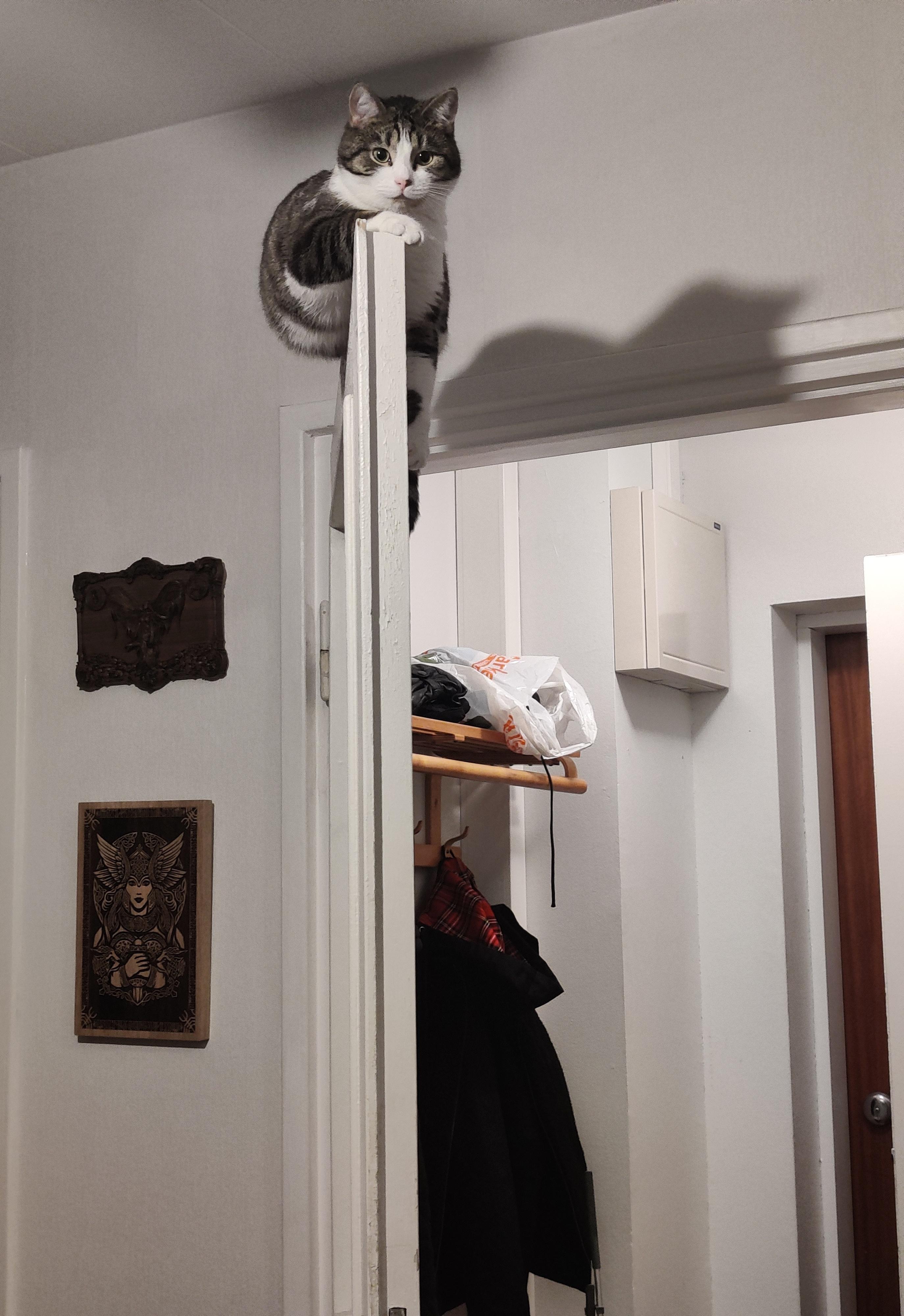 The apex predator, watching over his kingdom | Scrolller