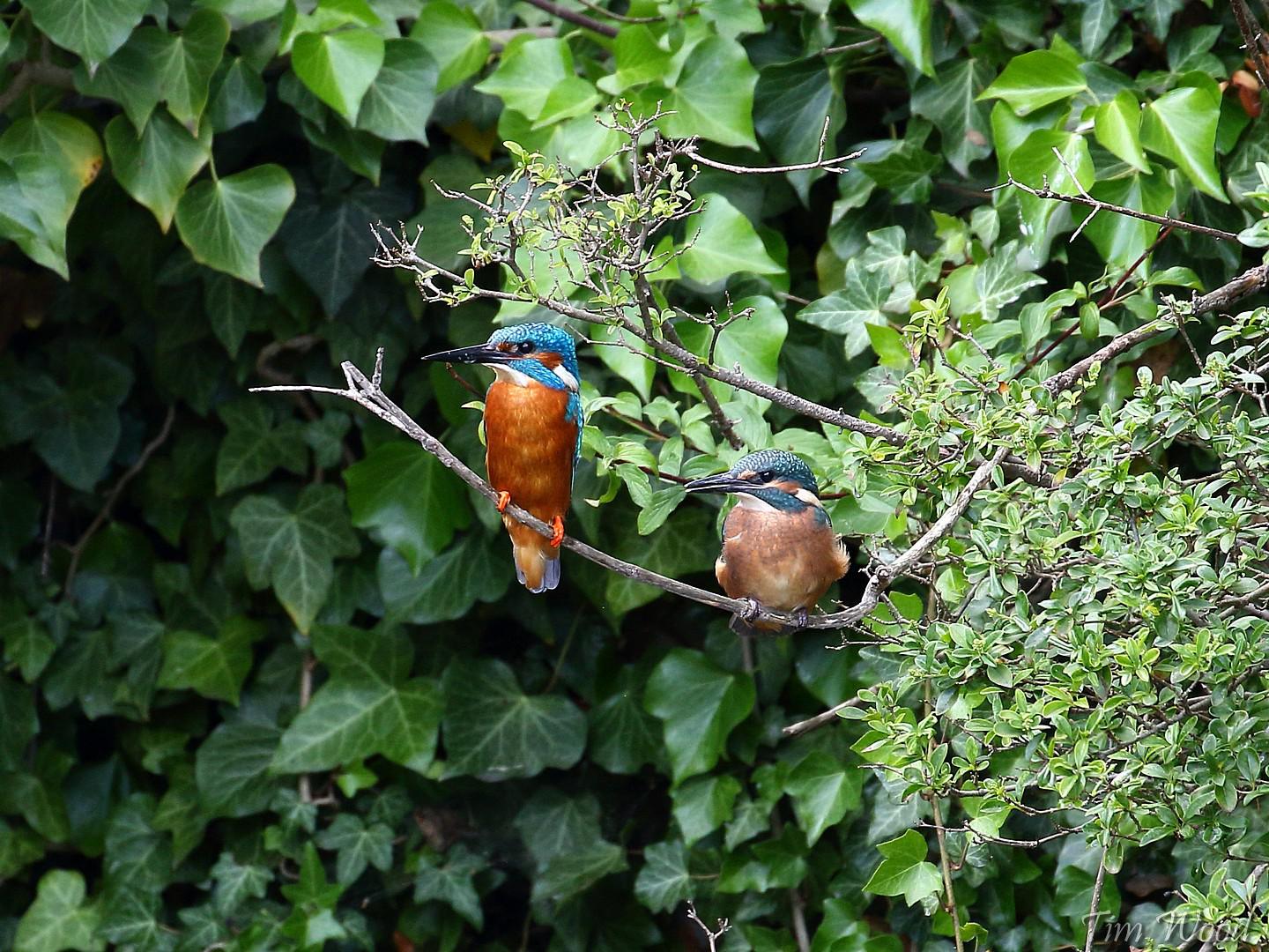 Common (Eurasian) Kingfishers | Scrolller
