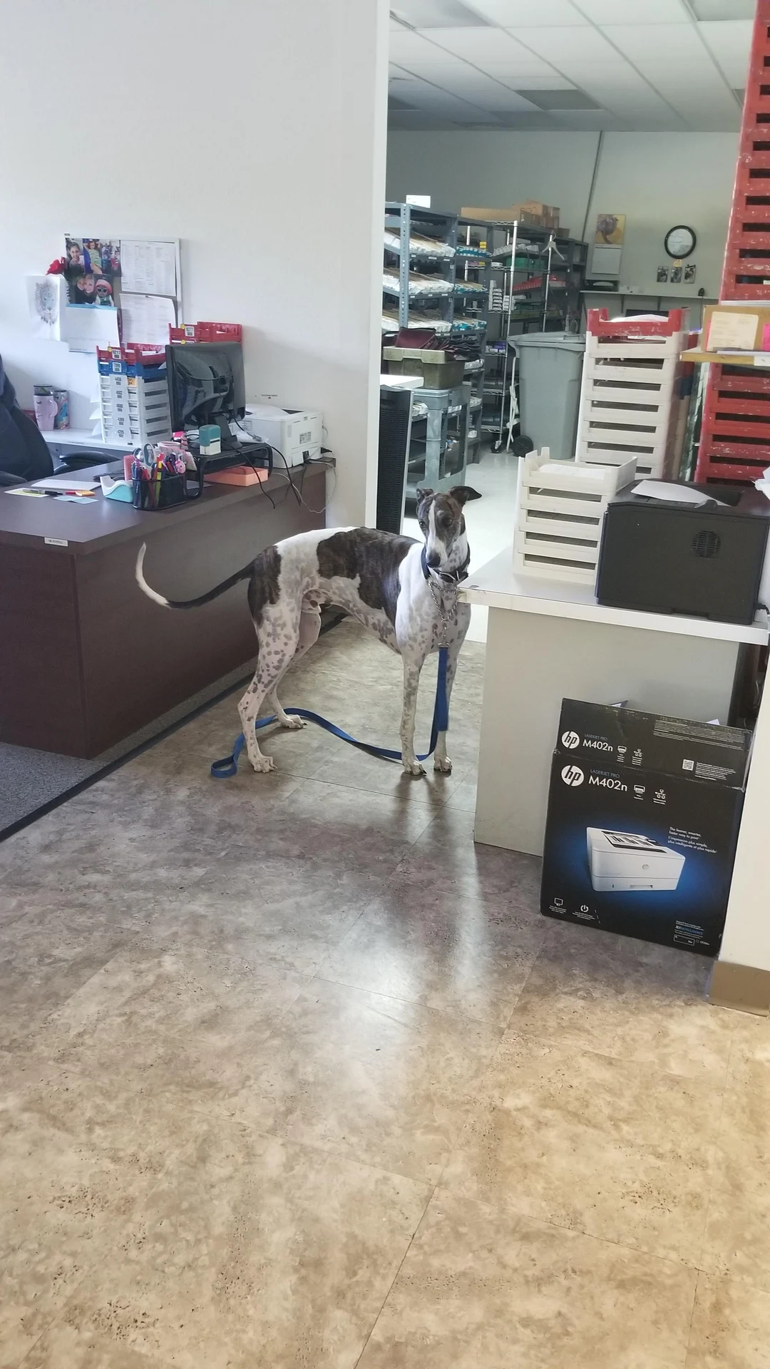 My noodle as a work support hound | Scrolller