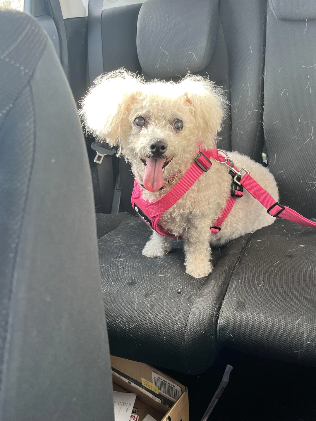 Discover more like Lookatmydog: She may be old and blind, but car rides are still a blast and ...