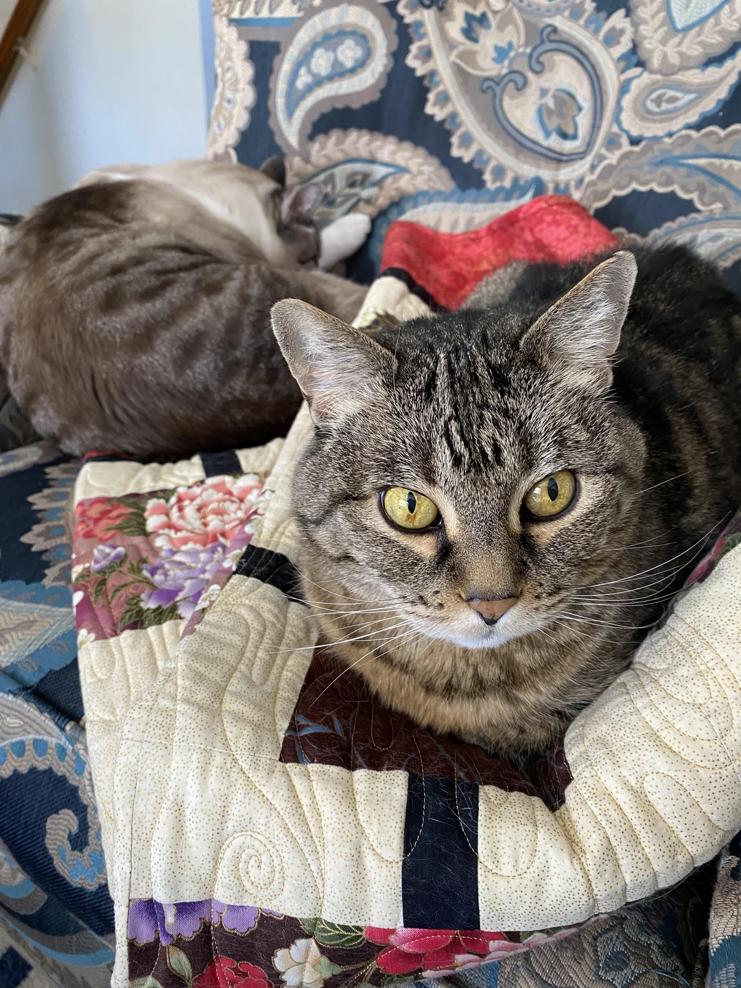 Tiger loaf | Scrolller