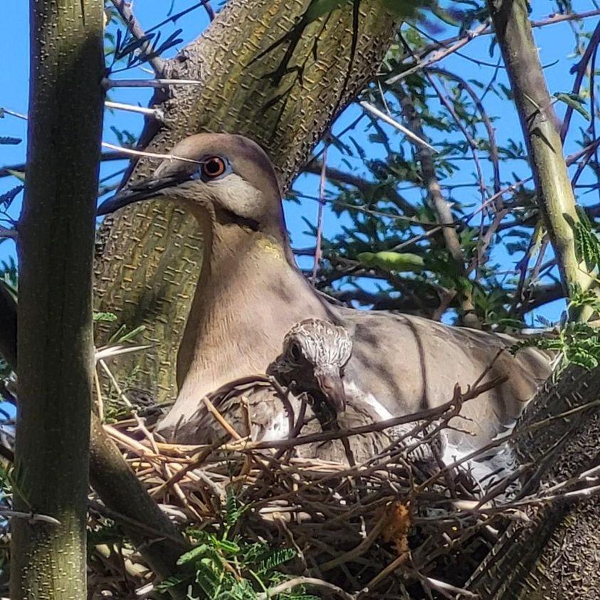 A White-winged dove and her babies in a nest | Scrolller