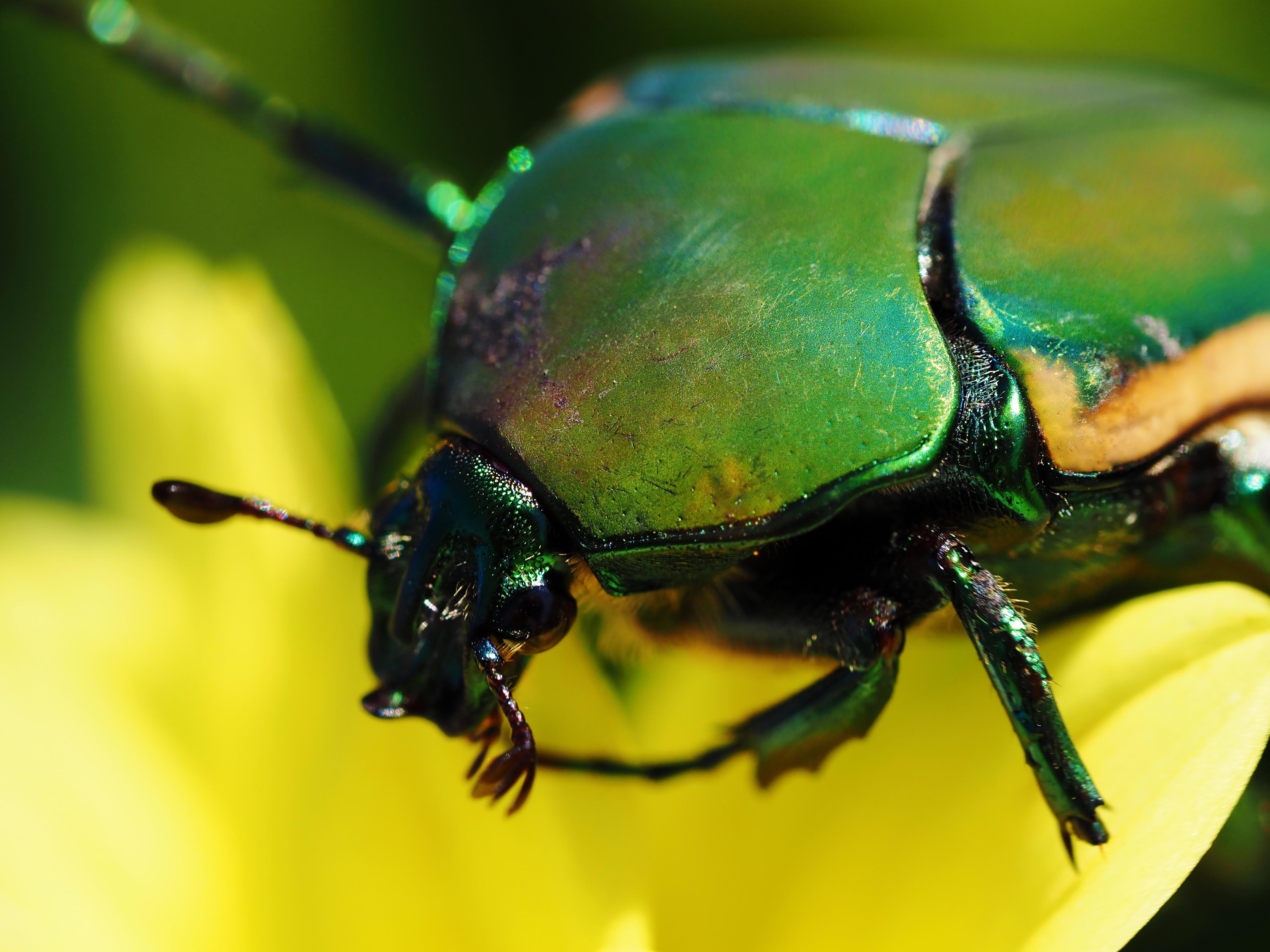 June bug | Scrolller