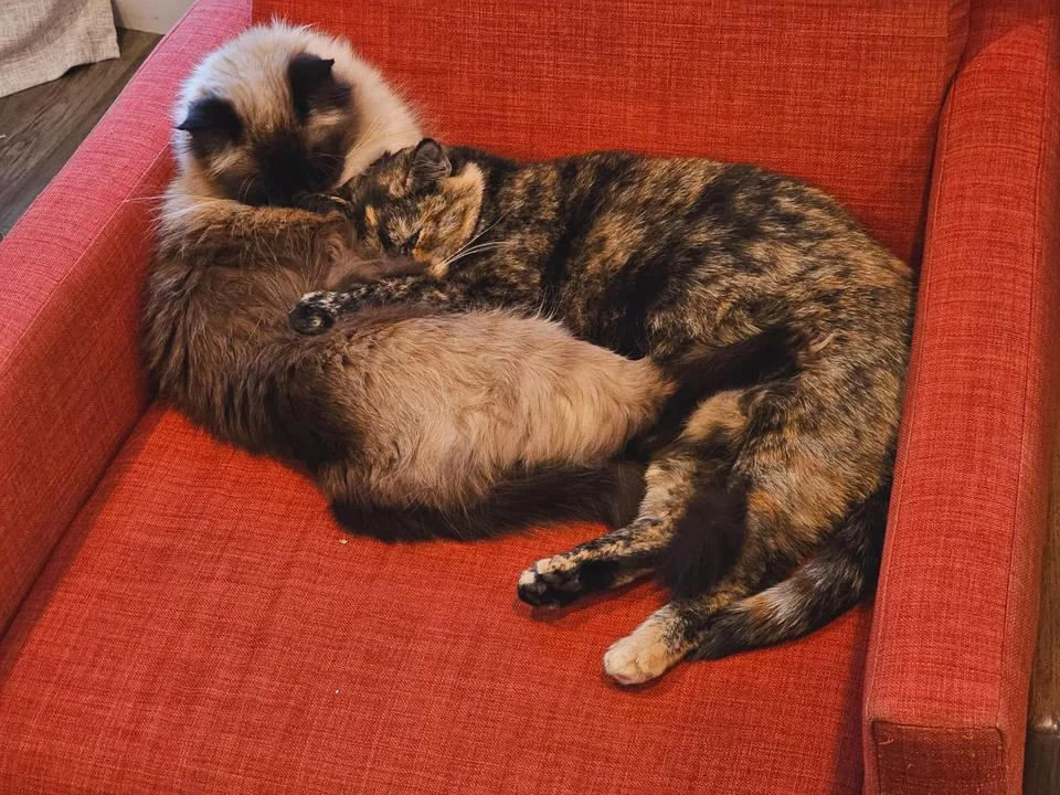 Snuggled cutie | Scrolller