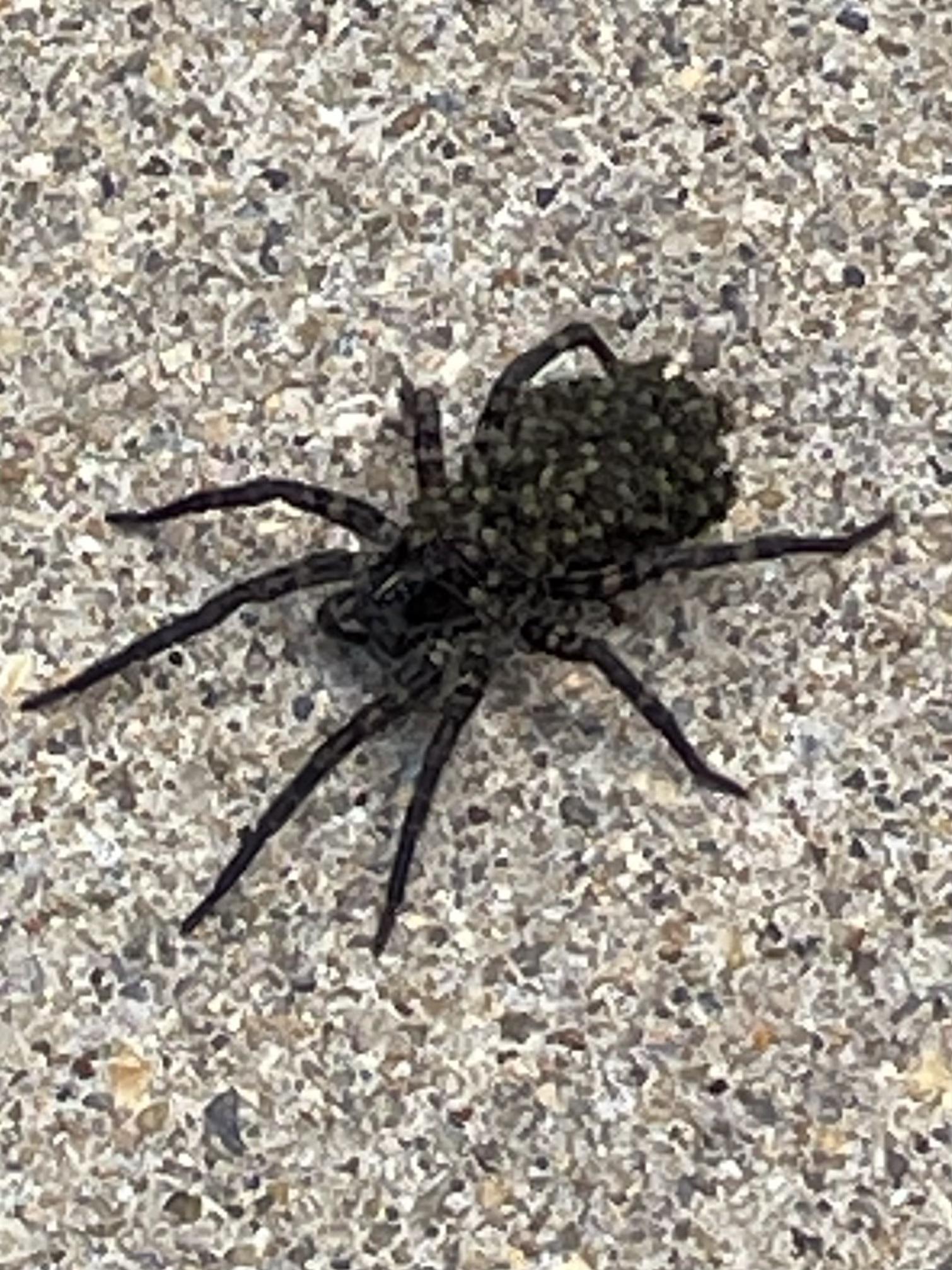 Wolf Spider? | Scrolller