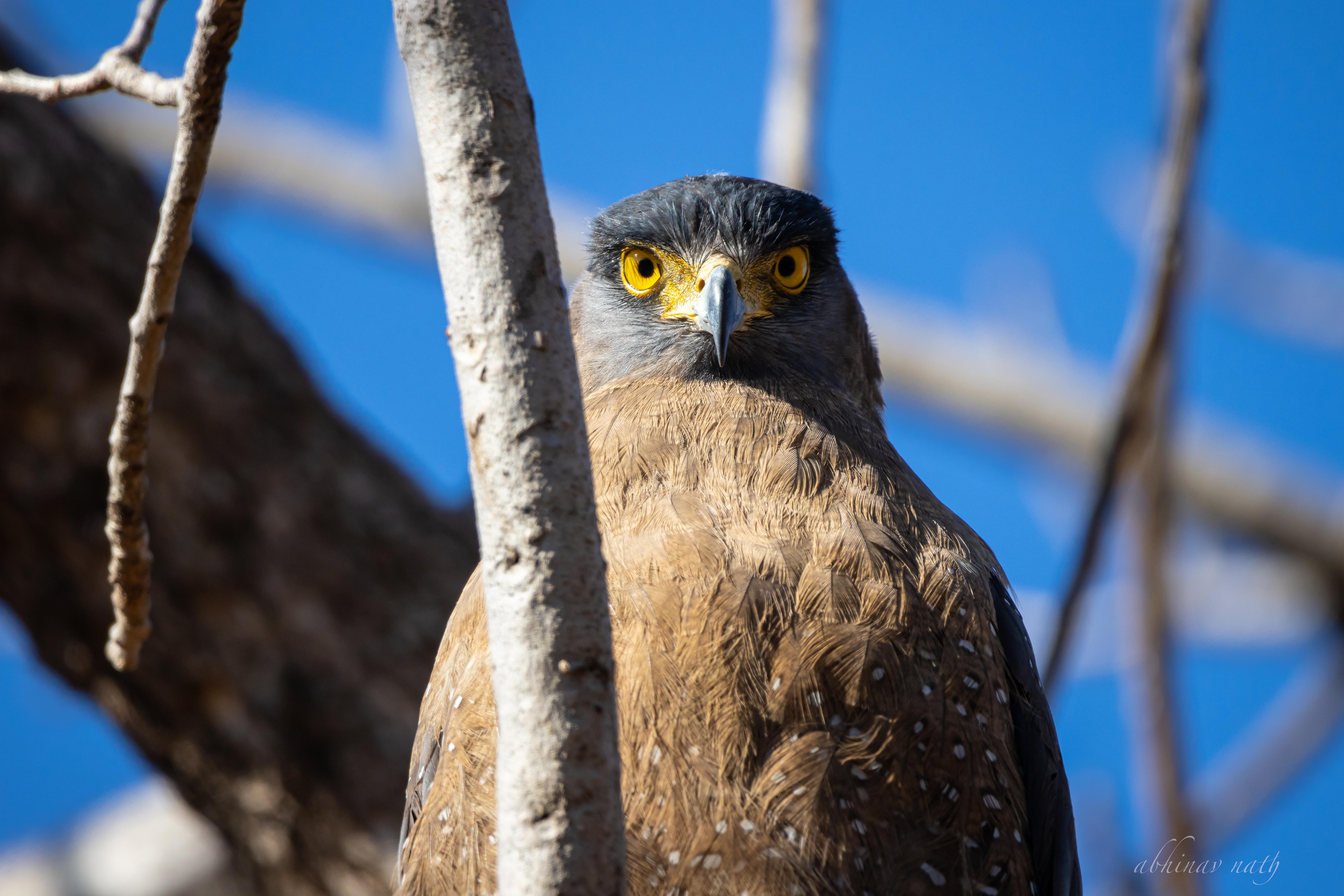 Crested Serpent Eagle | Scrolller
