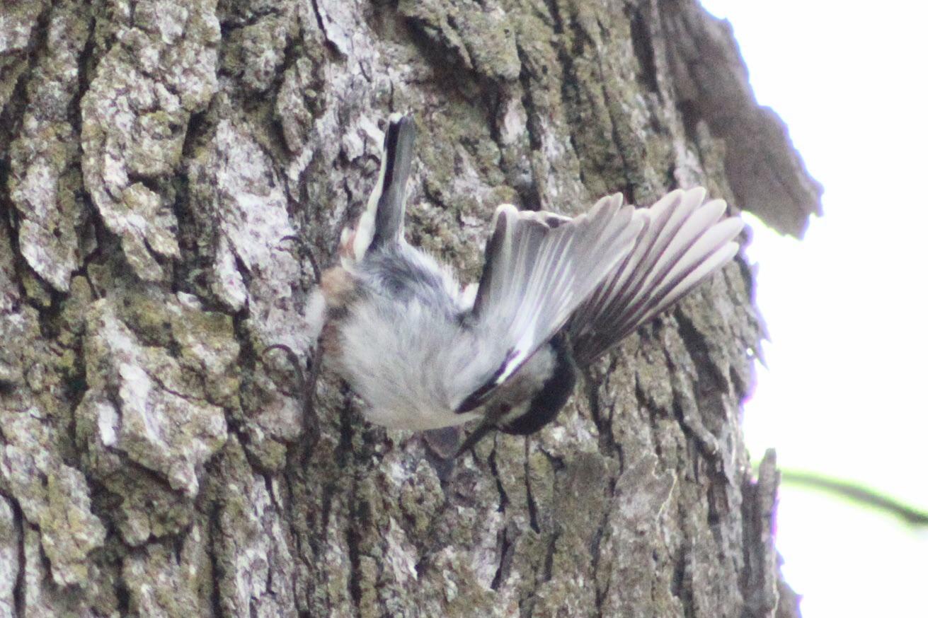 Caught this white breasted nuthatch in the middle of doing nuthatch things | Scrolller